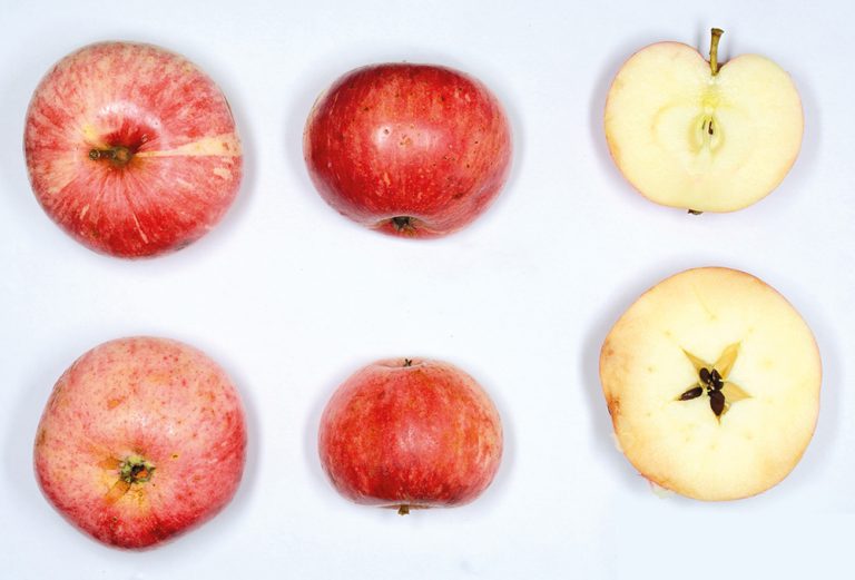 Stark Earliest – Haidegg